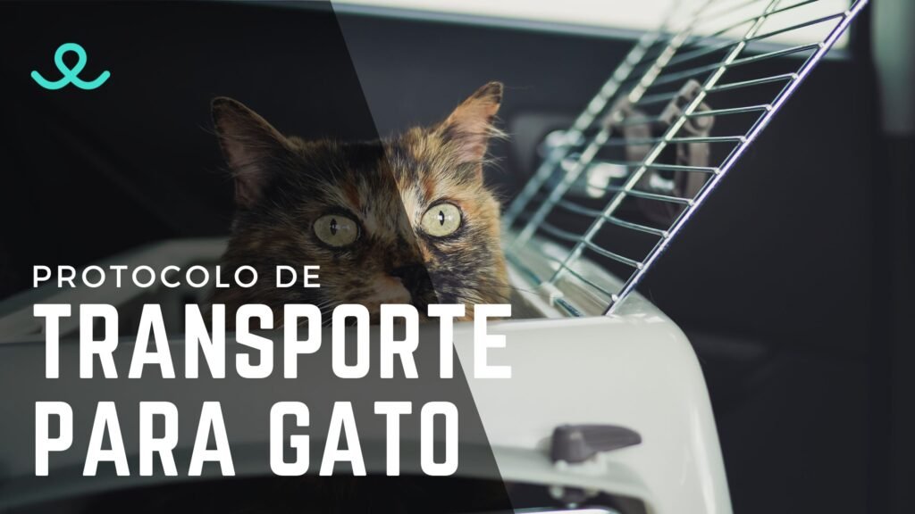 Protocolo de Transporte para Gatos